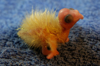 Exotic Birds: Totul despre Nimfe