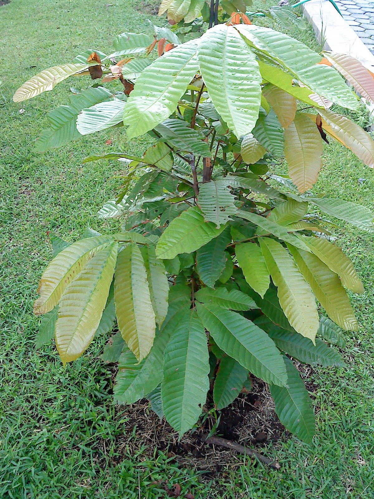 Learn More, Learn Everything: Buah Matoa dengan Sensasi Rasa Nano Nano Learn More, Learn Everything: Buah Matoa dengan Sensasi Rasa Nano Nano