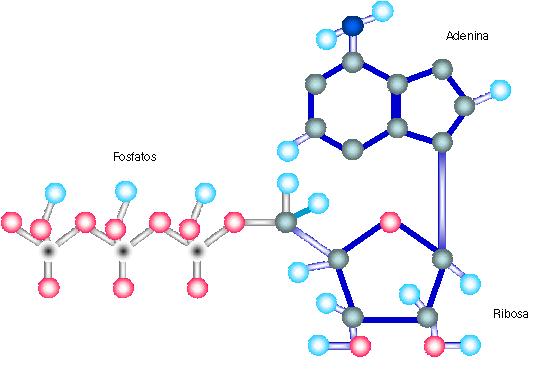 Temas Selectos de Biofísica: Adenosín Trifosfato (ATP)