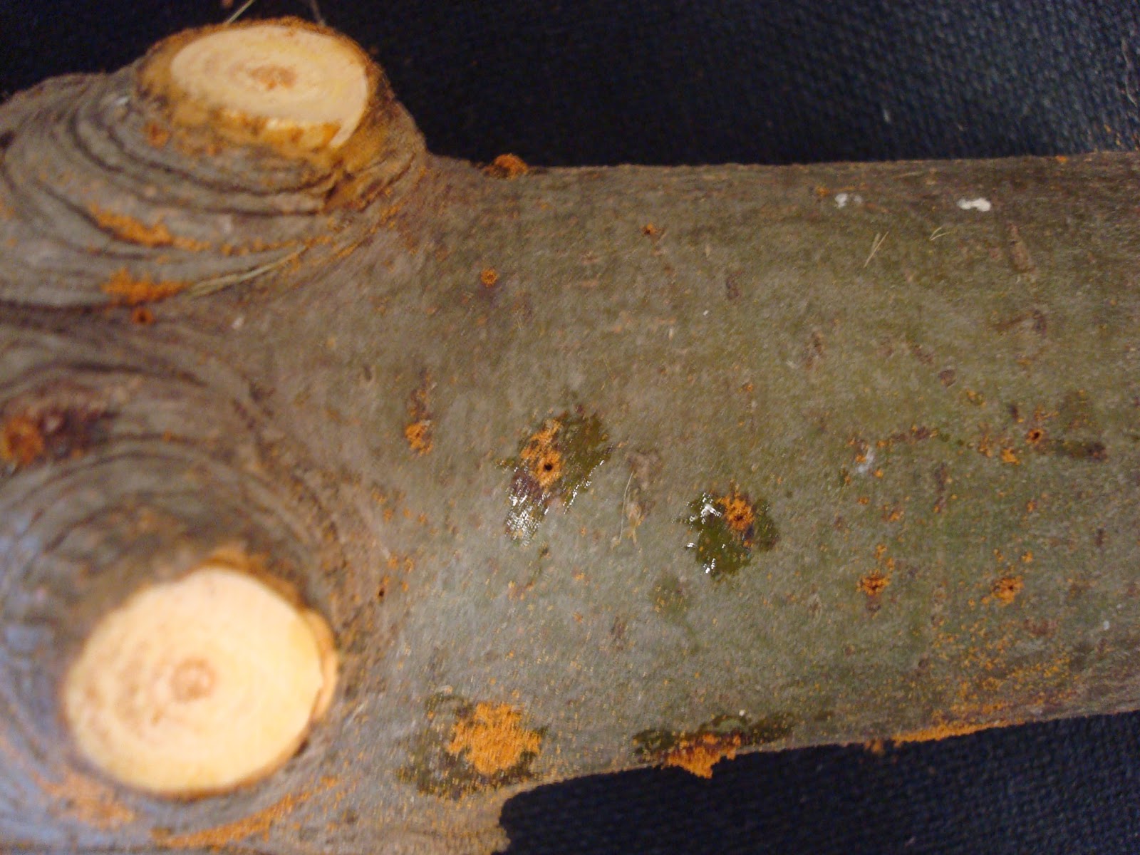 University of Illinois Plant Clinic: Eastern White Pine + Drought ...