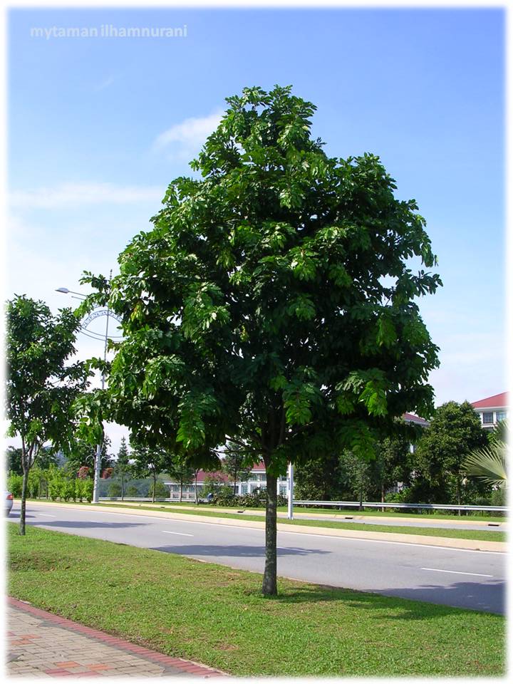 mytaman ilhamnurani: October 2011