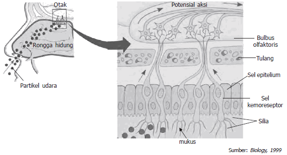 Alat Indra pada Manusia | Mikirbae.com
