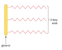 iGCSE Biology Revision Blog: 3.2 describe the structure of ...