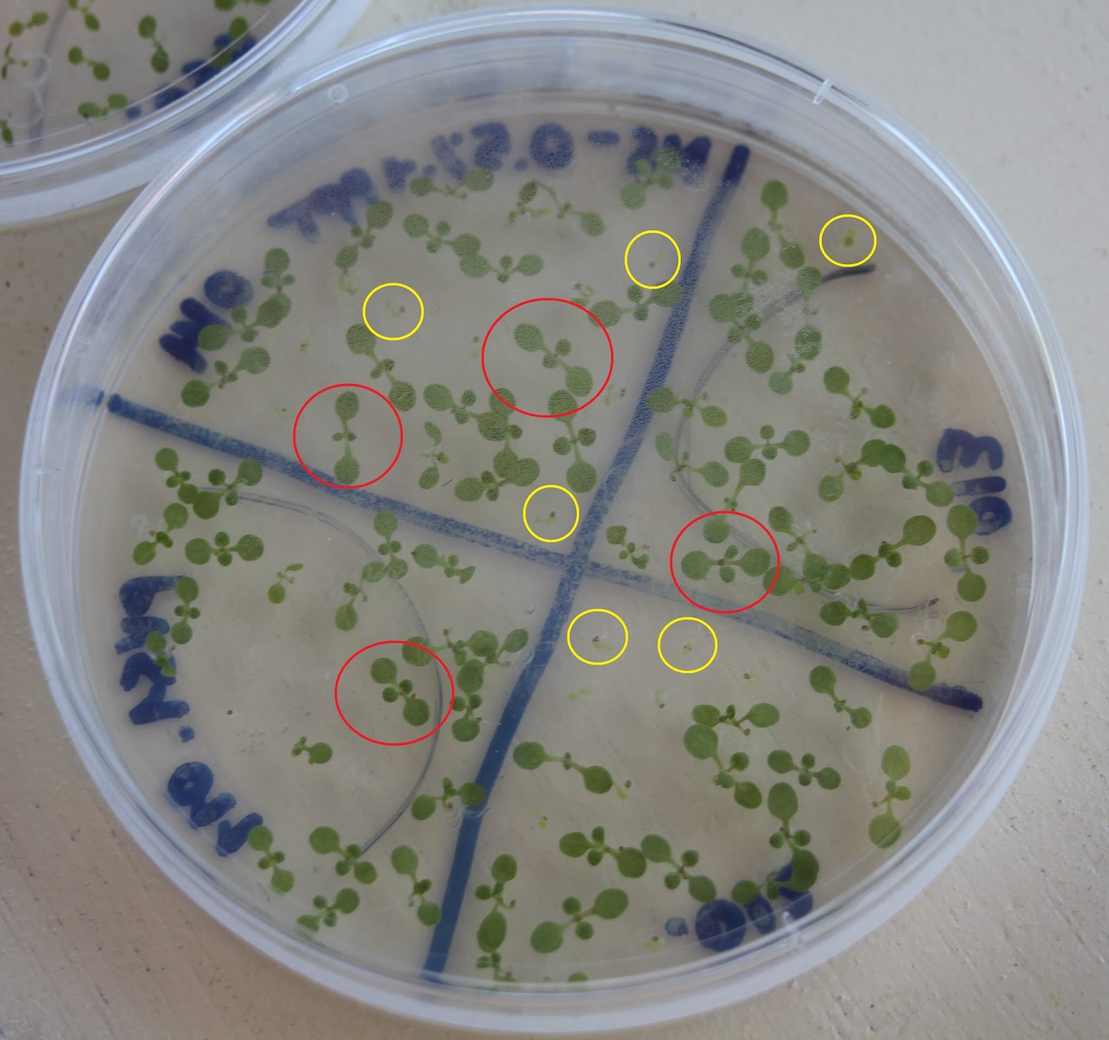 Playing as God: What is a transgenic?