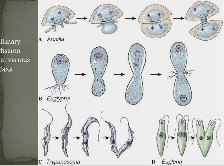 Animal-Like Protista ~ All From Hafidz