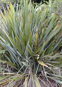 Fórmio-Verde (Phormium tenax) - Busca Plantas