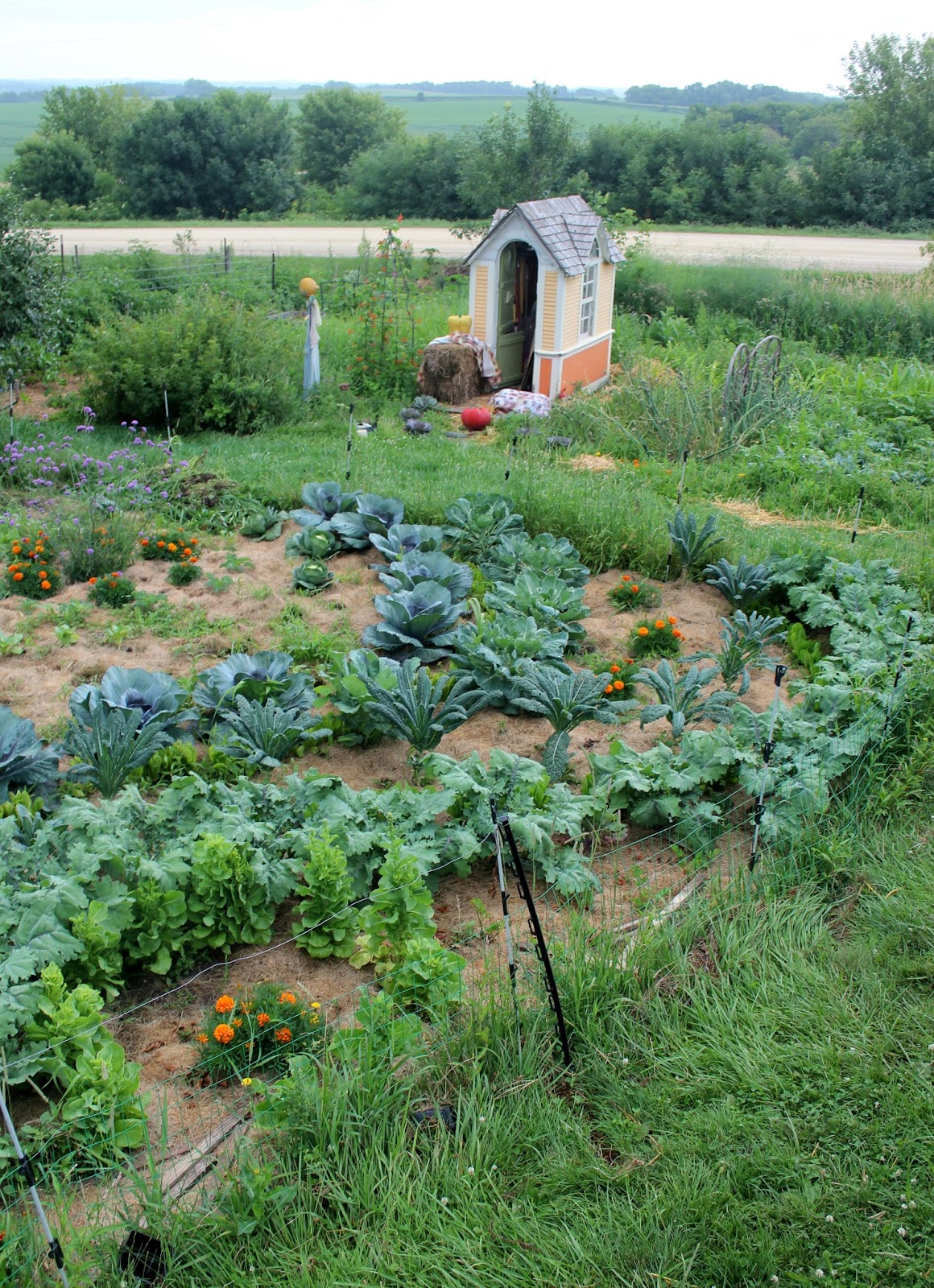 Squash Blossom Farm: Wordless Wednesday: Midsummer Gardens