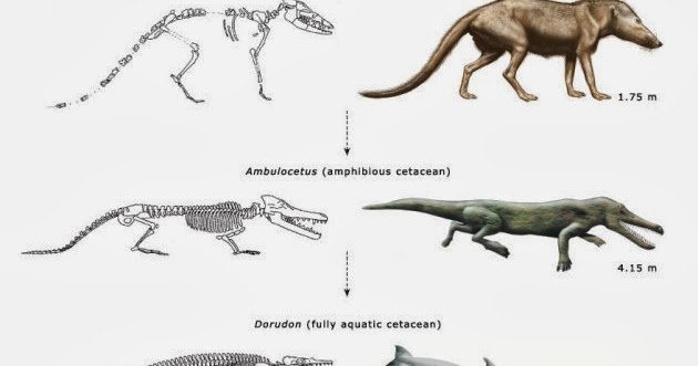 PREHISTOIRE: PAKICETUS