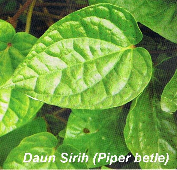 Manfaat Daun Sirih | Green Eyes