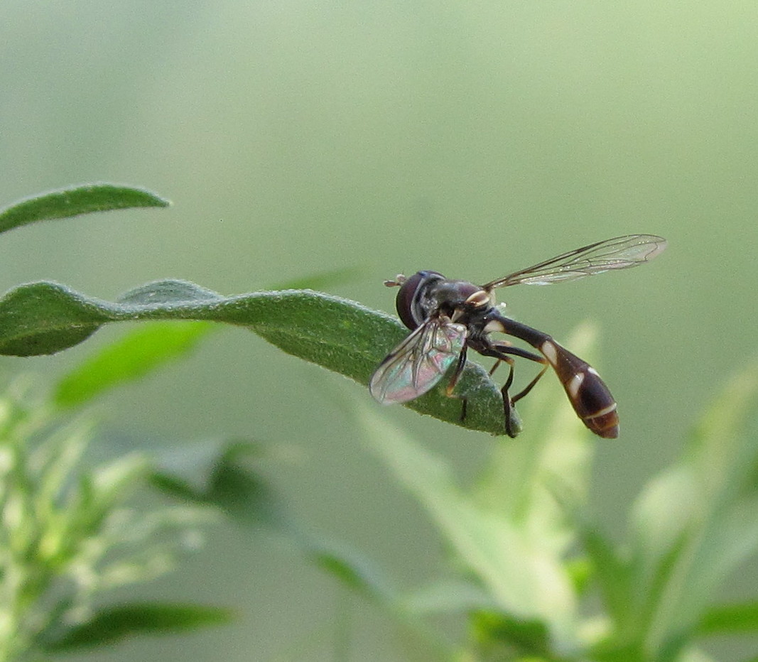 Bug Eric: Wasp Wednesday: Wasp/Not Wasp