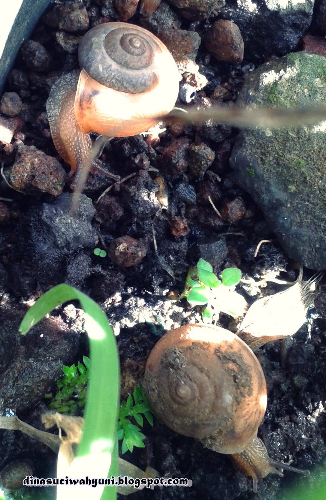 KLASIFIKASI ILMIAH SIPUT DAN MANFAATNYA BAGI MANUSIA | JDSK