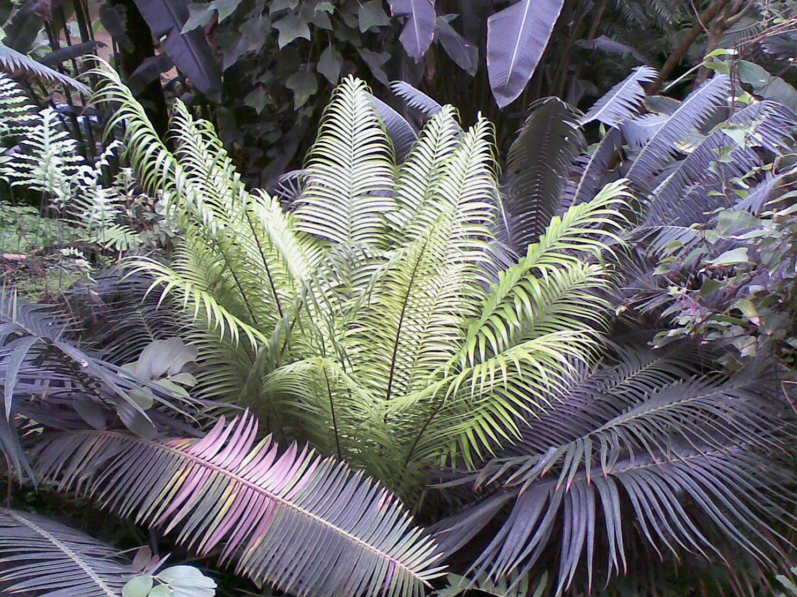 Las cicadaceas en mexico: Conozcamos un poco de cicadas y su cultivo.