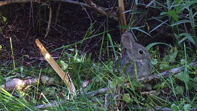 Dipper Ranch: Cam Trap Mistakes: The Stubborn Brush Rabbit