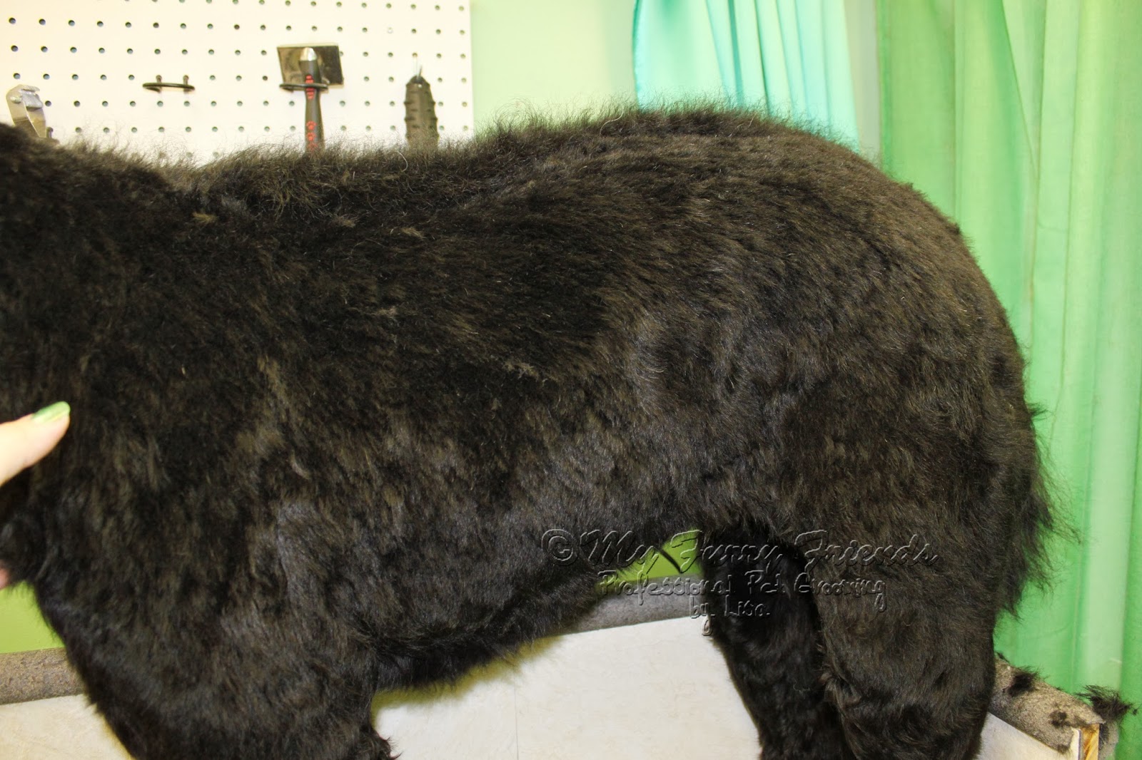 Pet Grooming: The Good, The Bad, & The Furry: What Would You DO ...