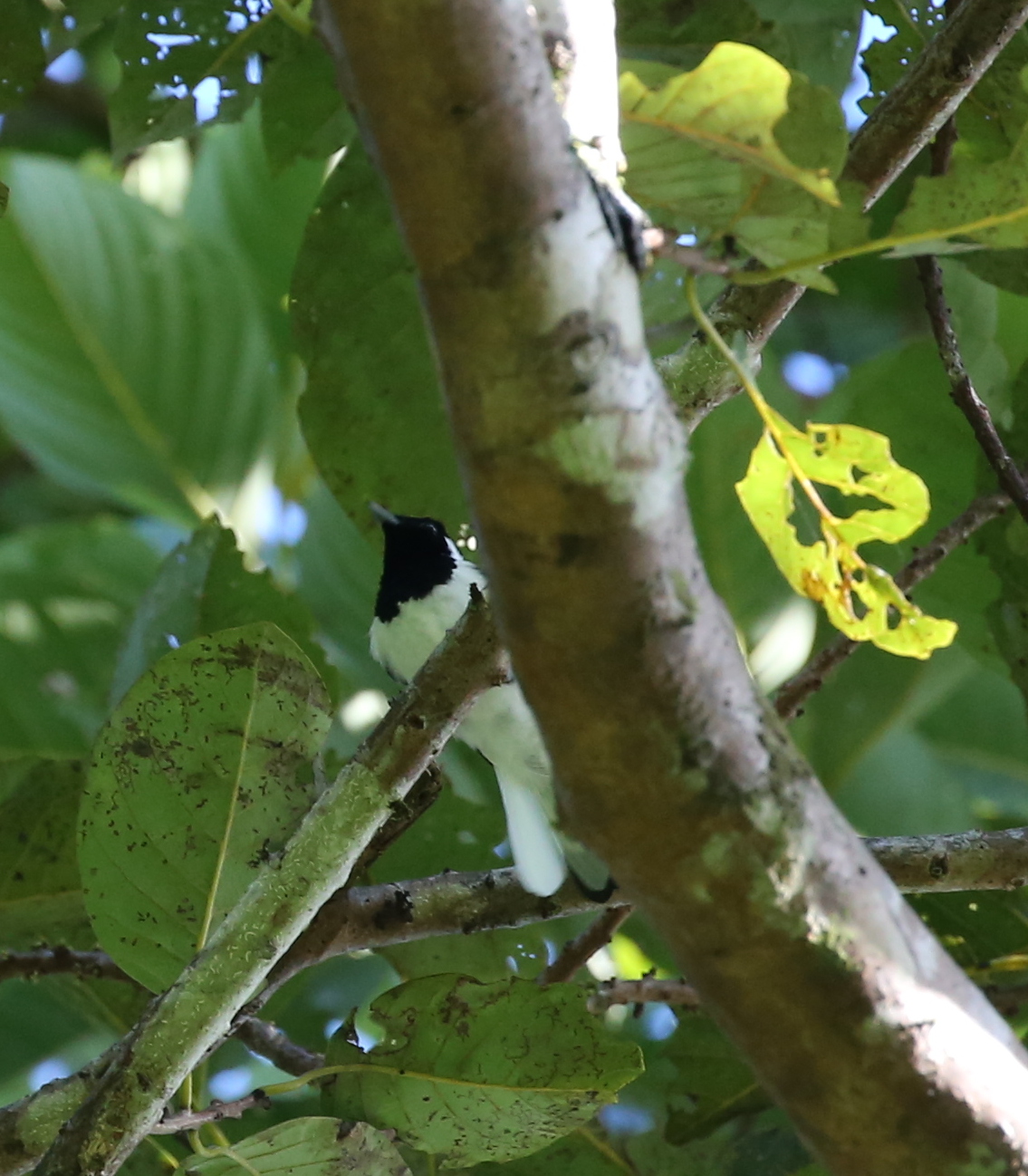 Worldbirder: Papua New Guinea 3: Manus Island