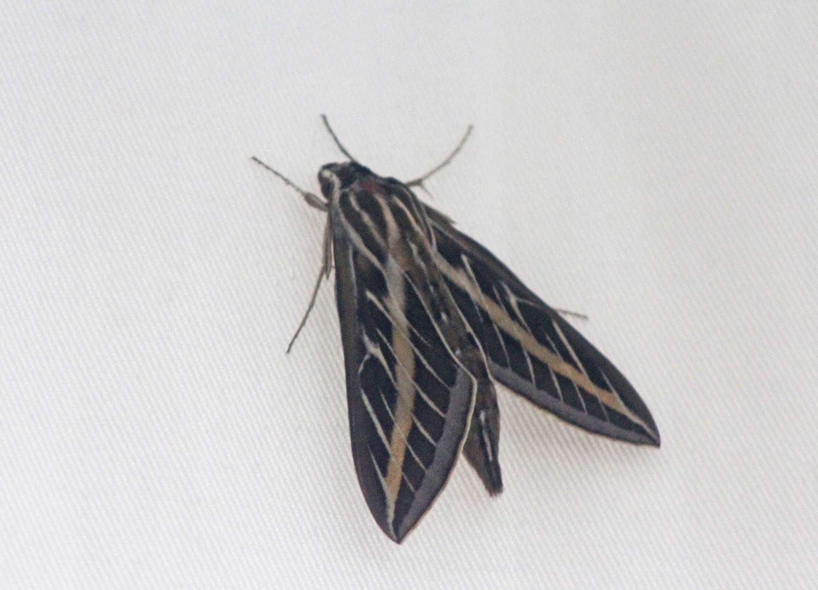 Camissonia's Critter Life List: White-Lined Sphinx Moth (Hyles lineata)