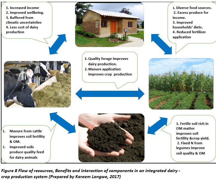 Advancing Sustainable Agriculture: Dairy cattle Integrated with ...