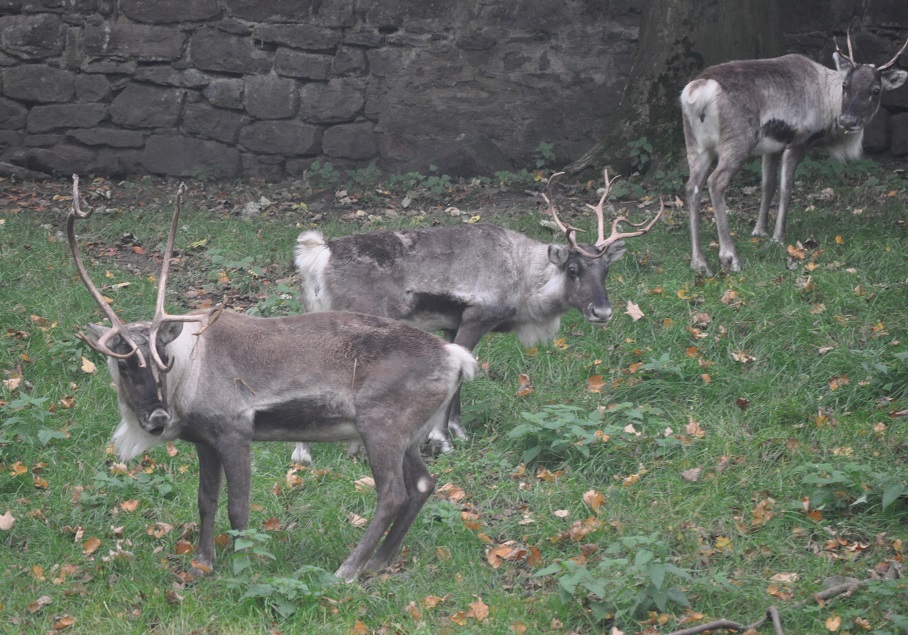 ZOOTOGRAFIANDO (6.096 ANIMALS): RENO DOMÉSTICO / DOMESTIC REINDEER ...
