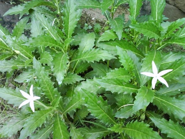 OBAT MATA - green generation