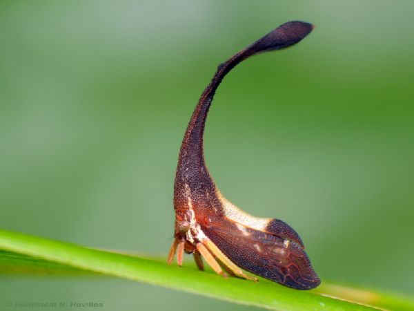 Treehopper – The Ugliest Insect In The World ~ Funz Lol World