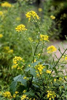 Seminte si plante de gradina hobby: Mustarul alb