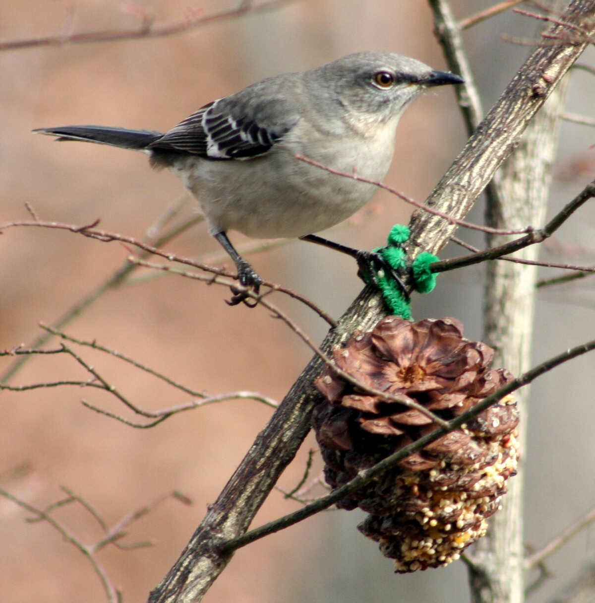 Appalachian Journal : More Pine Cone Birds!