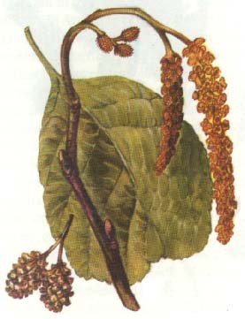 Poze plante medicinale | Terapii naturiste si Tratamente