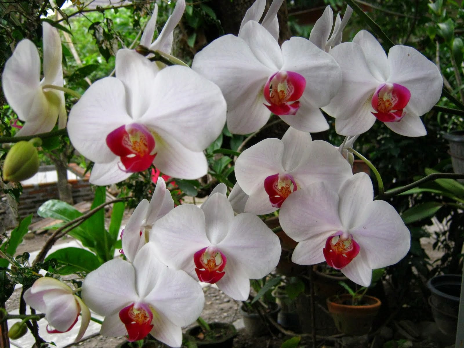 makalah ANGGREK DENDROBIUM