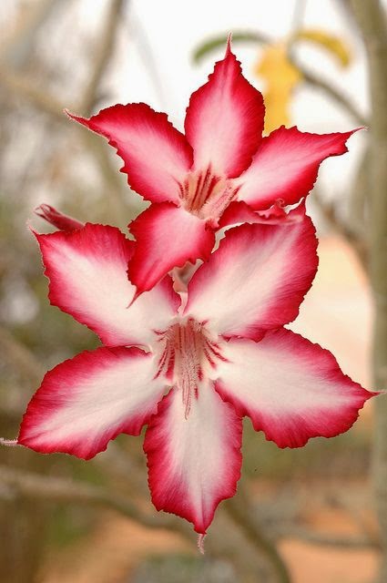Adenium multiflorum - Flowers Gardens