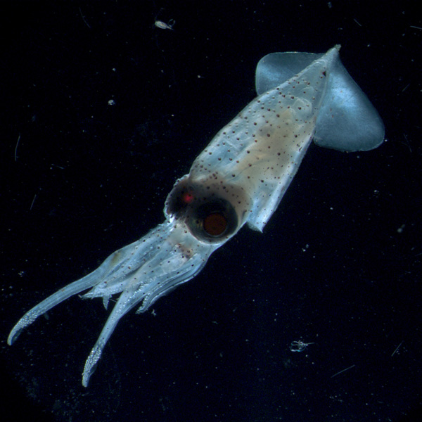 PediaPie: Squid Can Change Color Even Invisible...