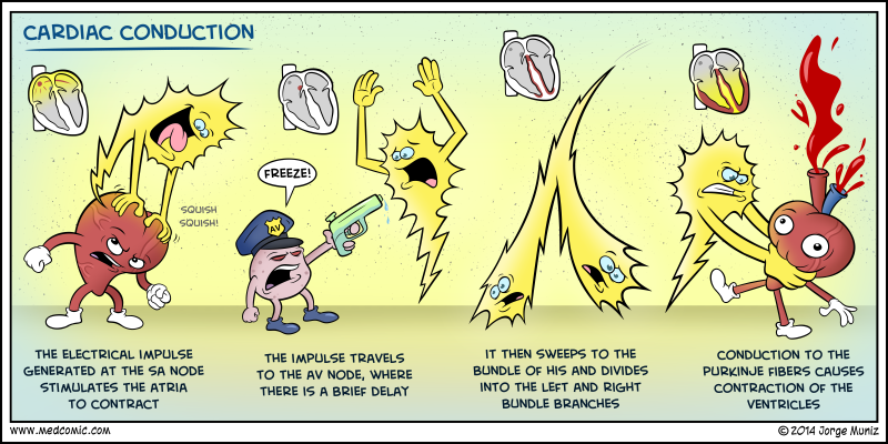 NREMT-B: Cardiac Conduction - MedComic.com