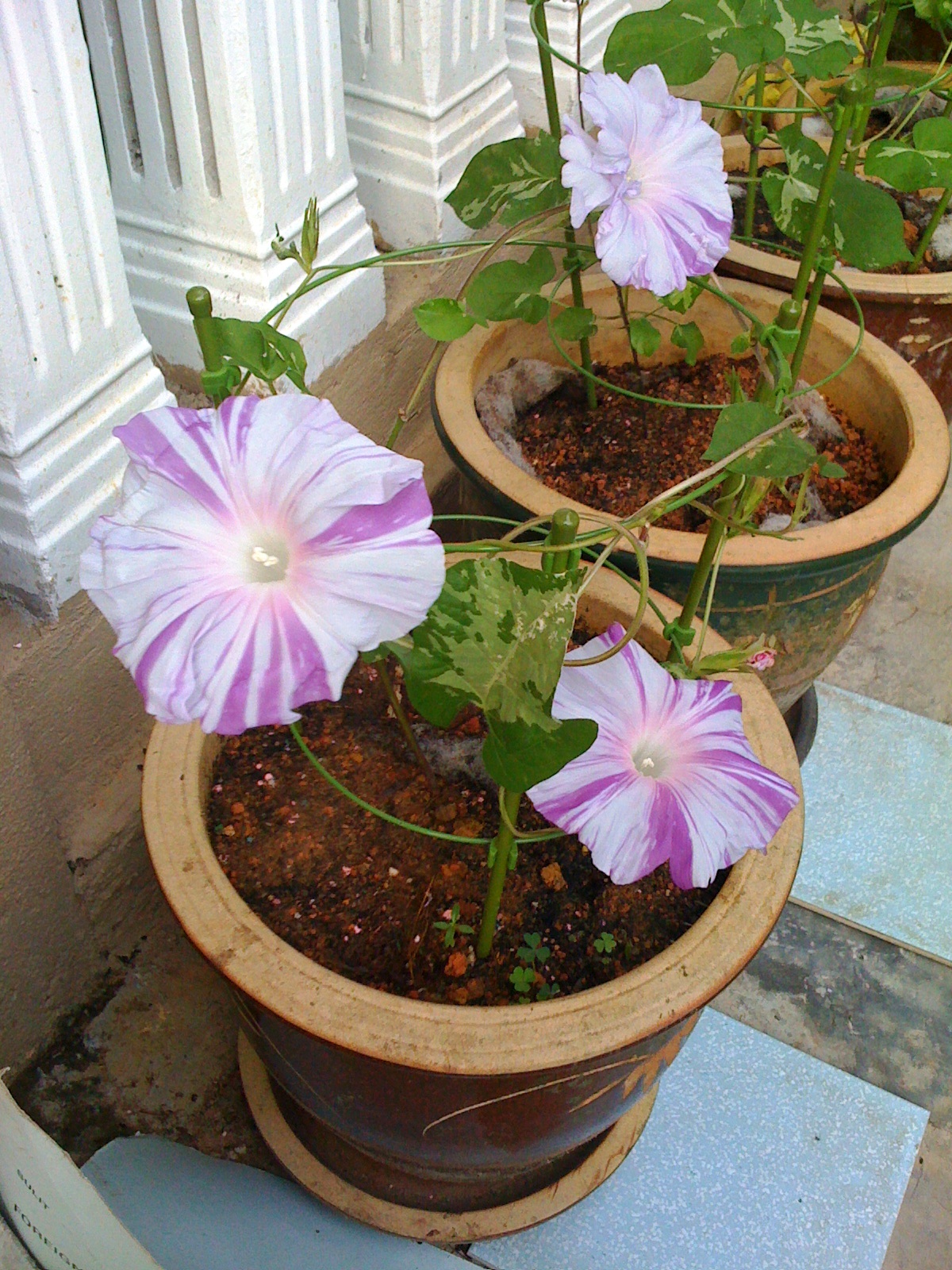 Bunga Seri Pagi (Asagao) : Light Purple Speckled Asagao Variation