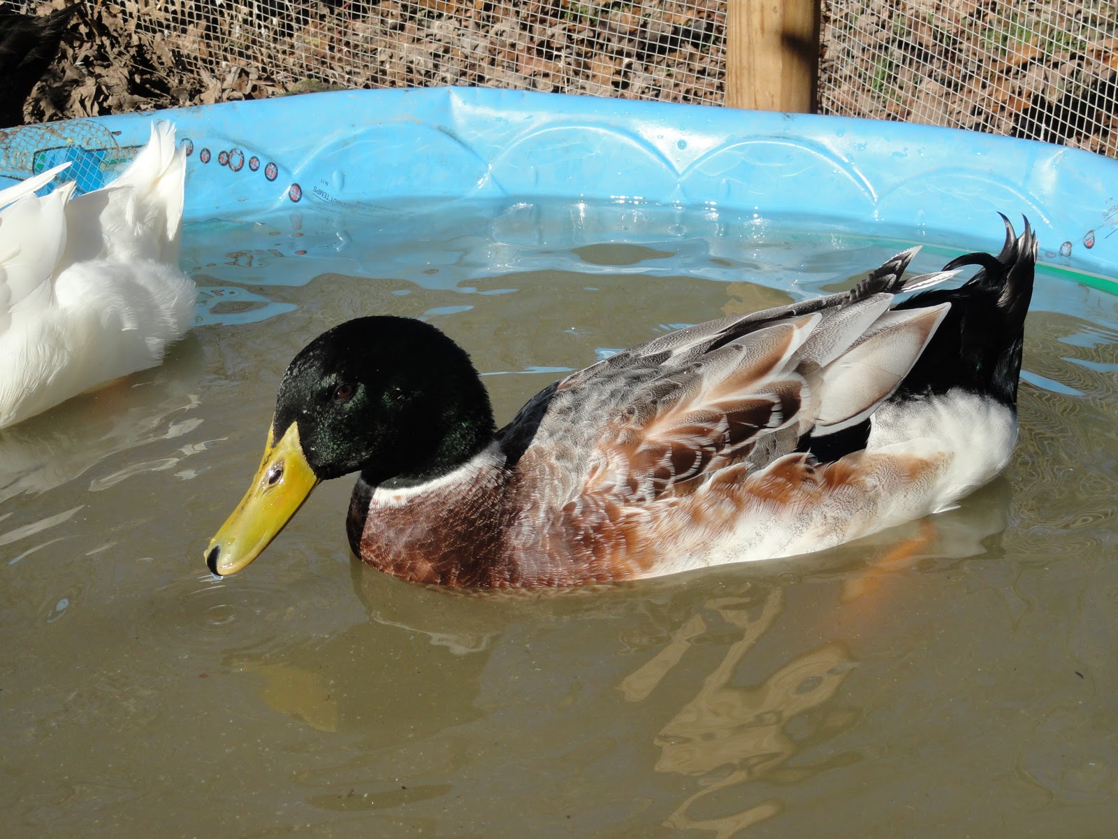 MamaDuck: Beau, Welsh Harlequin drake