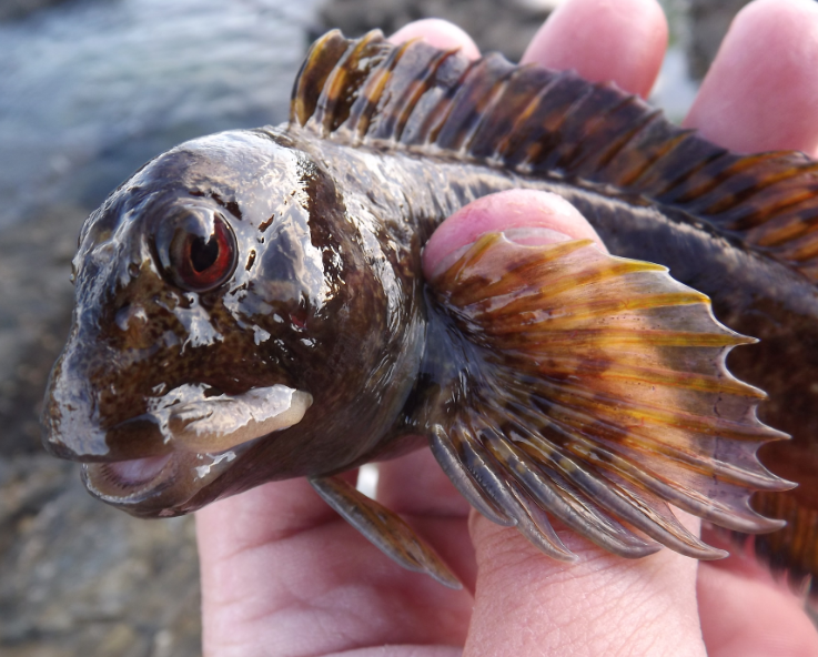 Mission Impossible : To catch 100 species of saltwater fish from ...