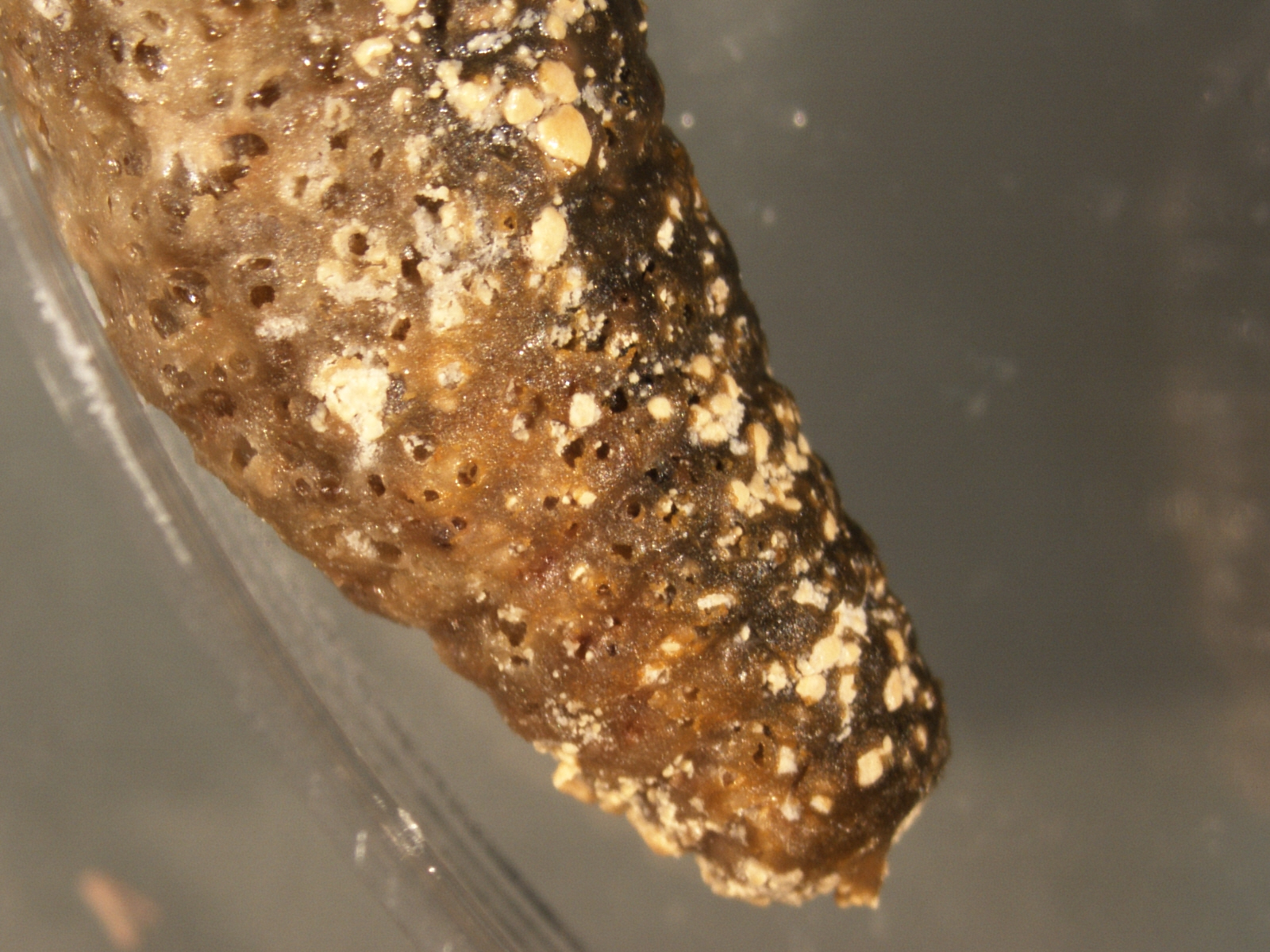 Creepy Dreadful Wonderful Parasites: Case of the Week 226