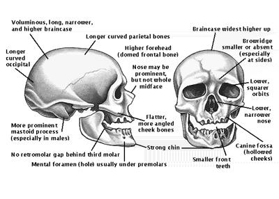 Why Homo sapiens?: Does body morphology matter?
