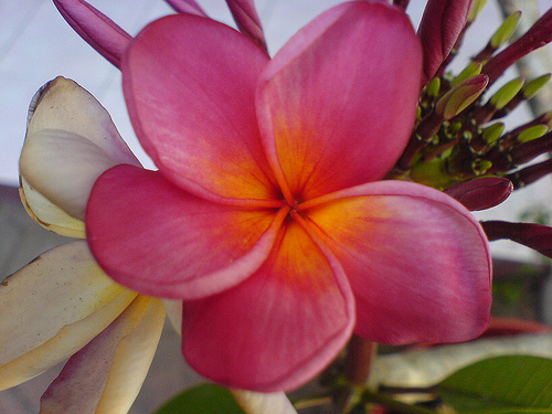 Kumpulan Gambar Bunga Kamboja:Blog Bunga