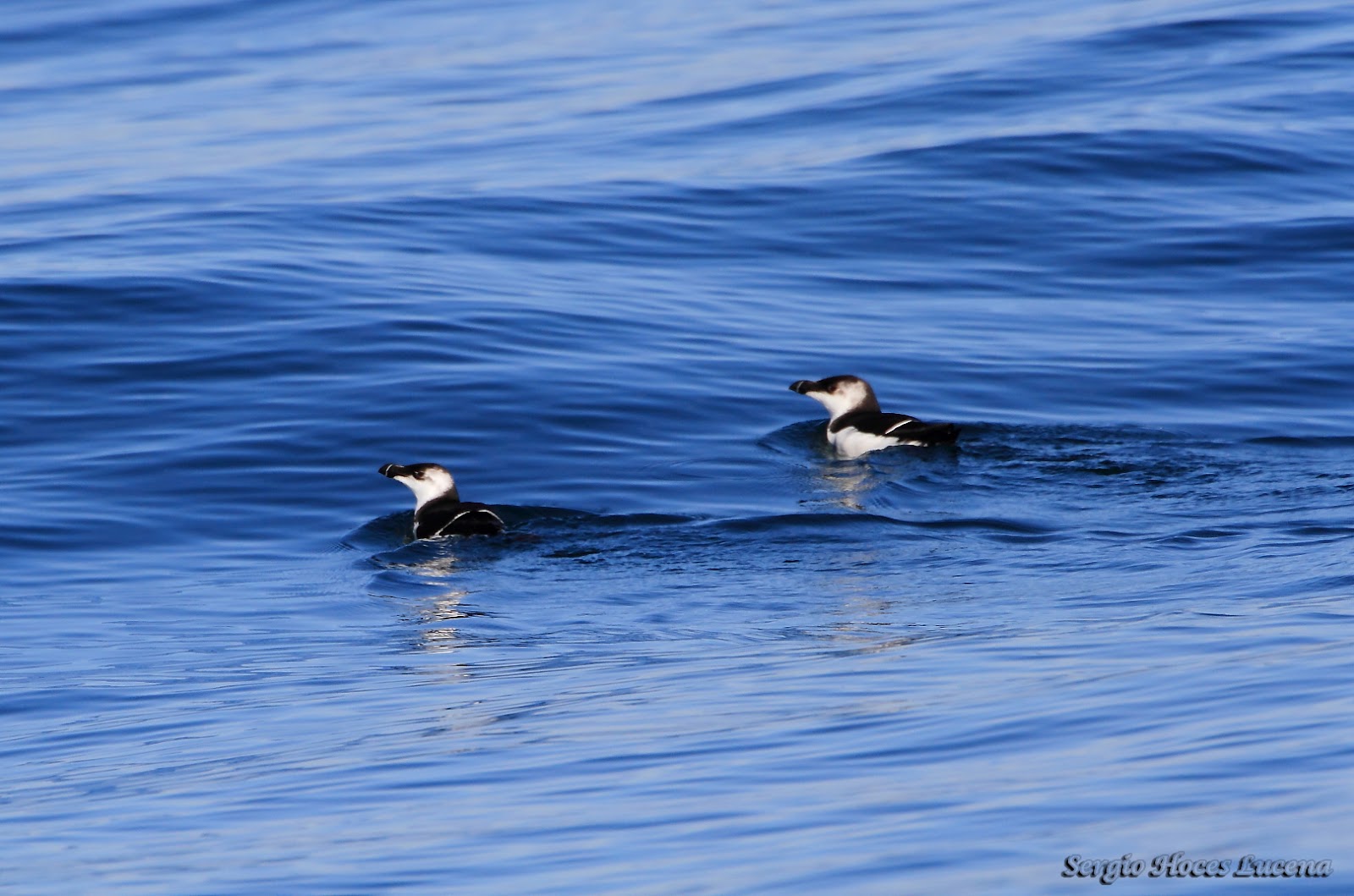 Viajes, Salidas, Naturaleza, (Fotografía).: Alca Común (Alca Torda).