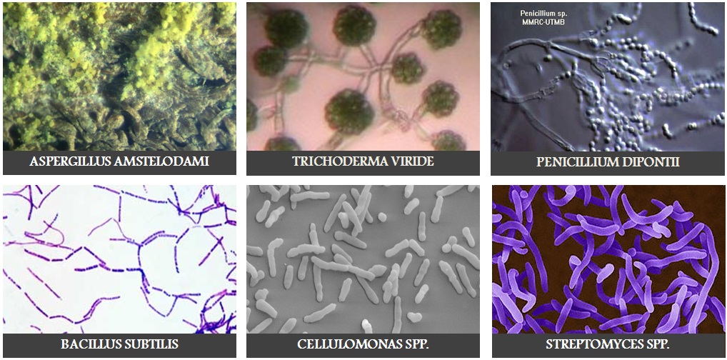 BAJA ORGANIK TAWAN DANG