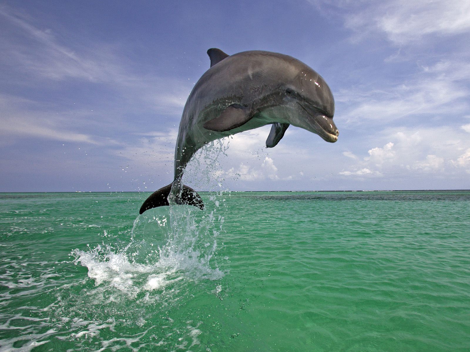 Beautiful Dolphin in the World