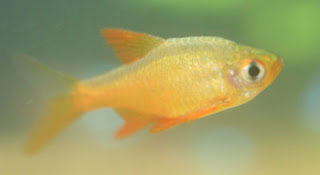 Aquarium Fish: Fire Rasbora