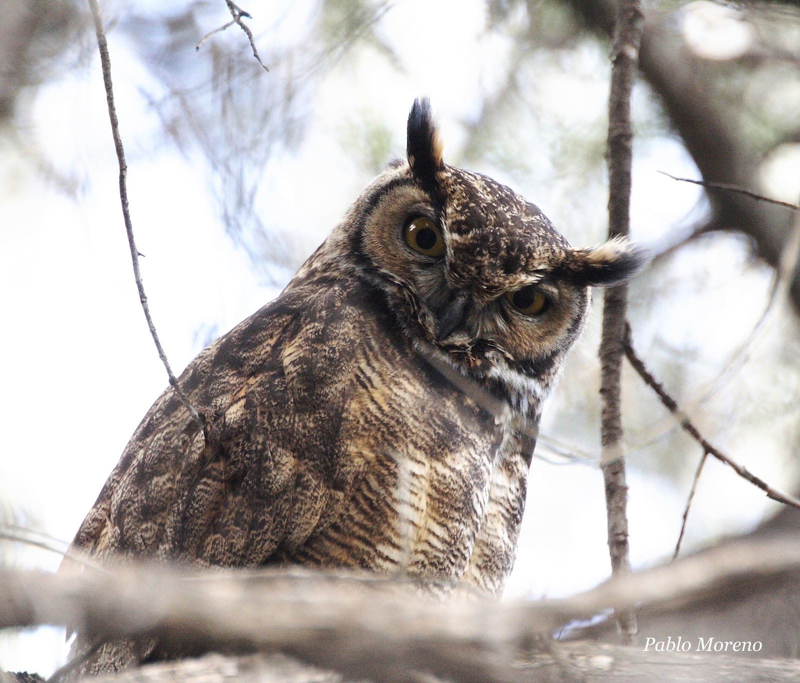 Aves de Mendoza: tucuquere(Bubo magellanicus)