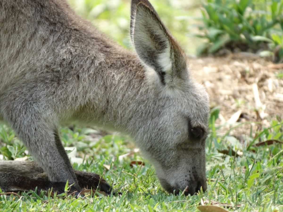 Snap Happy Birding: Kangaroo