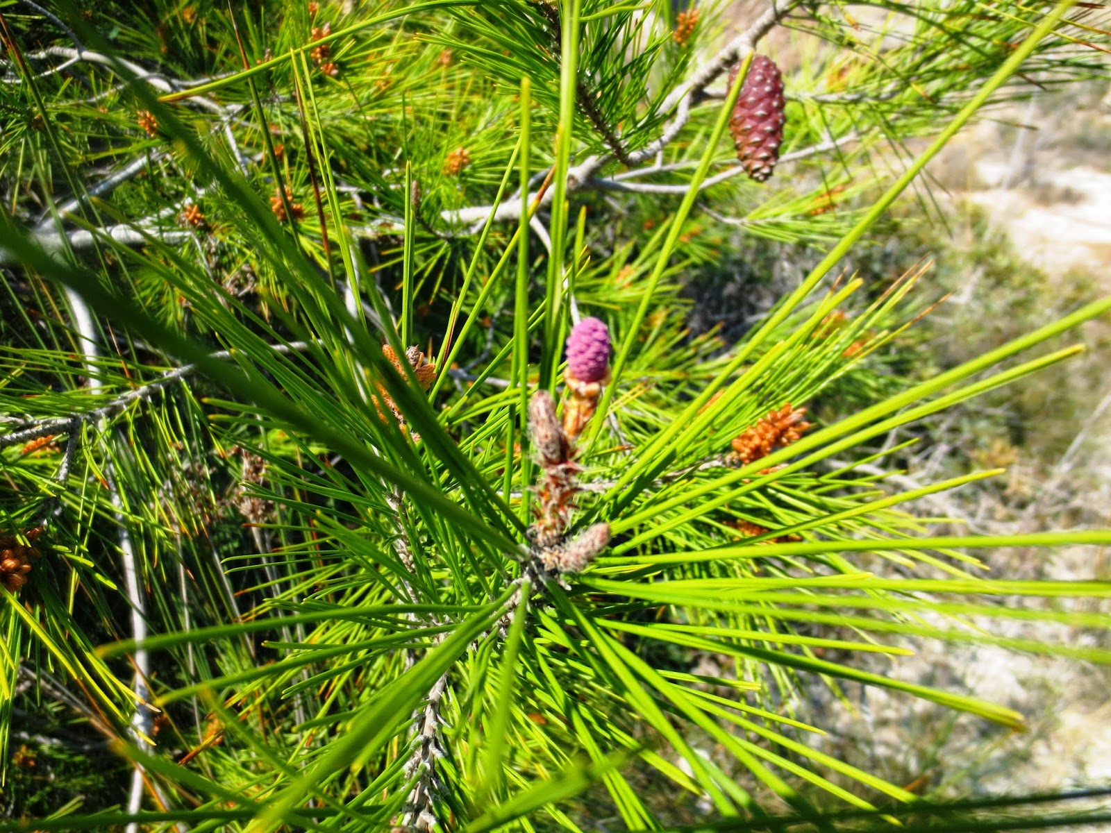 A la salud por las flores: Esencia floral de PINE / PINO
