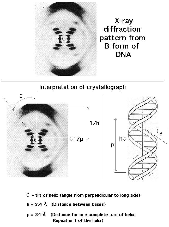 X Ray Diffraction Pattern Dna