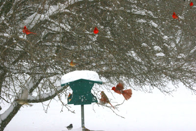 Steve Byland Nature Photography: Create Your Own Bird Sanctuary