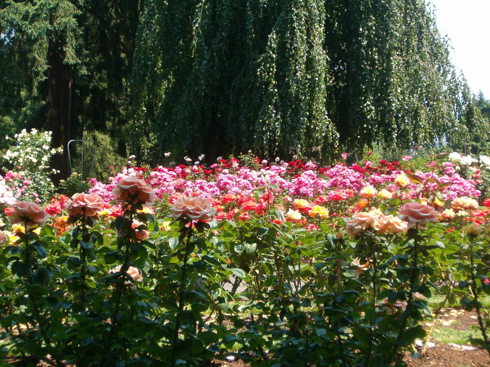 Julie's Journeys: Portland, Oregon: International Rose Test Garden
