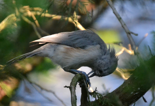 Woods Walks and Wildlife: A Titmouse Family Outing