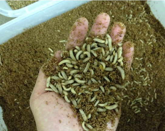 Tips Budidaya Maggot Untuk Pakan Lele