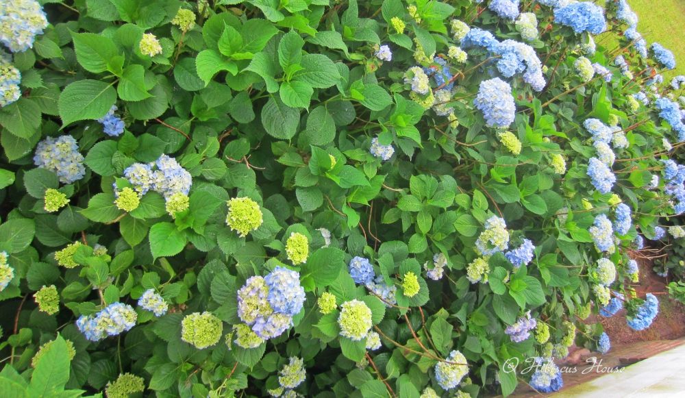 Hibiscus House: Morning Walk Hydrangeas In Full Bloom